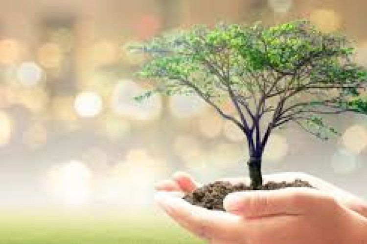Benefits of Planting Trees - The Healthiest Benefits of Planting Trees - The Healthiest
